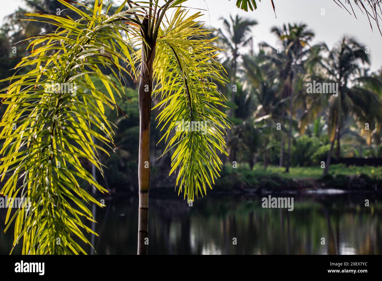 Greenery along the kochi backwaters in the indian state of Kerala ...