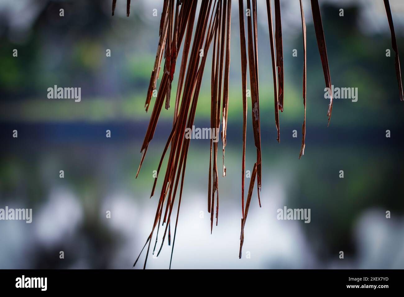 Greenery along the kochi backwaters in the indian state of Kerala ...