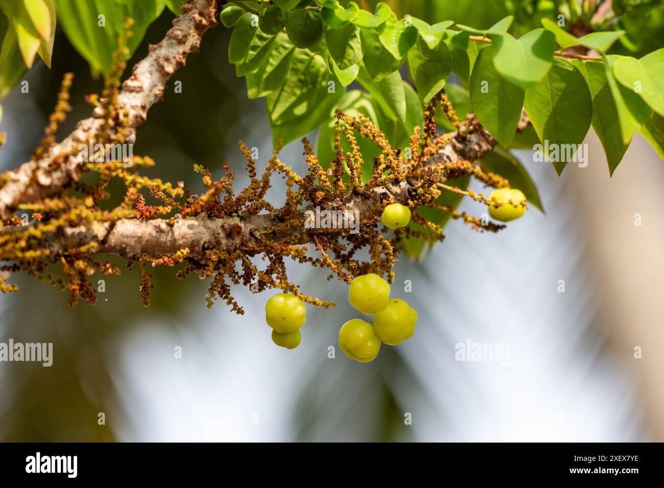 Fresh and ripe star gooseberry (also known as Phyllanthus acidus) in a ...