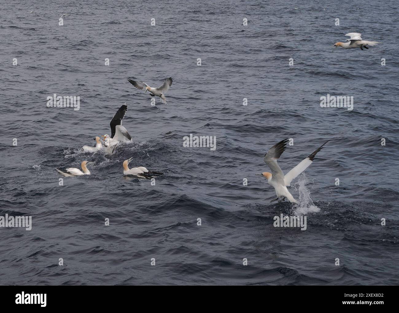 Gannet (Morus bassanus), plunge diving for fish, Noss NNR, Shetland ...