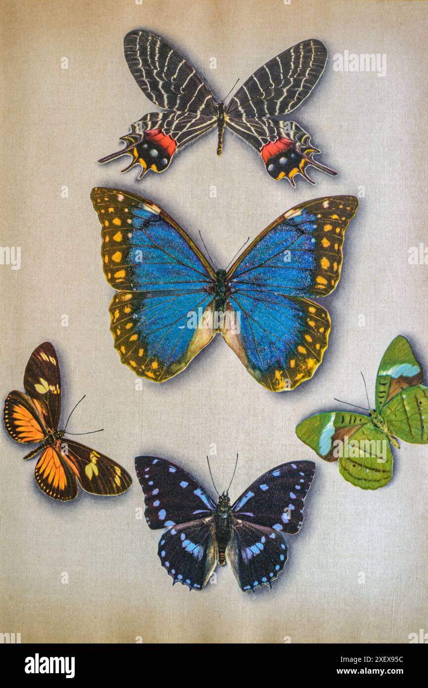05 04 2018 Vintage Old Butterfly Collection, Butterfly specimens in the ...