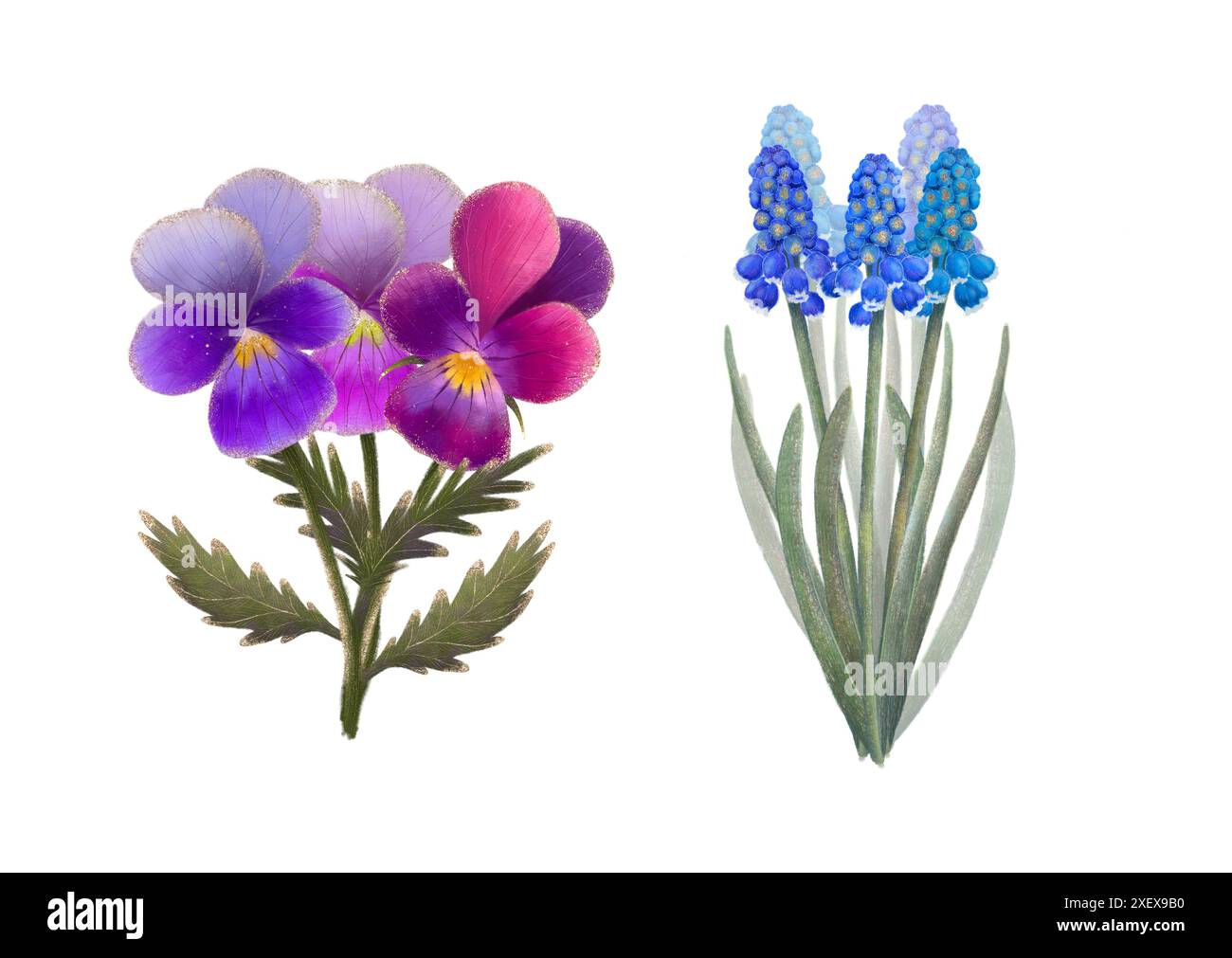 Elegant illustration of colorful spring flowers: violet pansies and ...