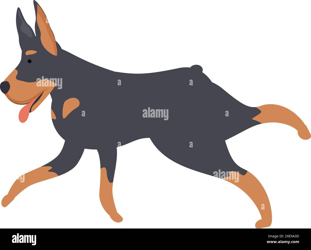 Doberman pinscher running happily with its tongue out Stock Vector ...