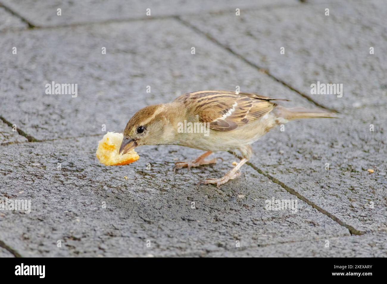 A small bird is eating a piece of orange bread. The bird is on a ...