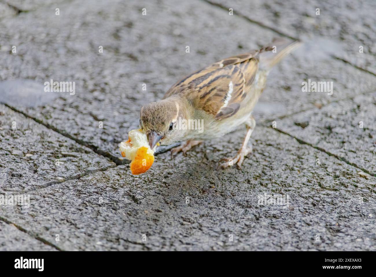 A small bird is eating a piece of orange bread. The bird is on a ...