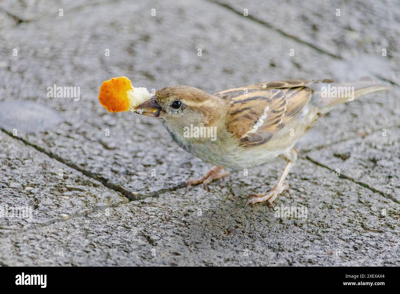 A small bird is eating a piece of orange bread. The bird is on a ...