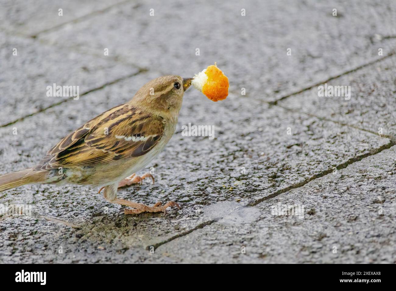 A small bird is eating a piece of orange bread. The bird is on a ...