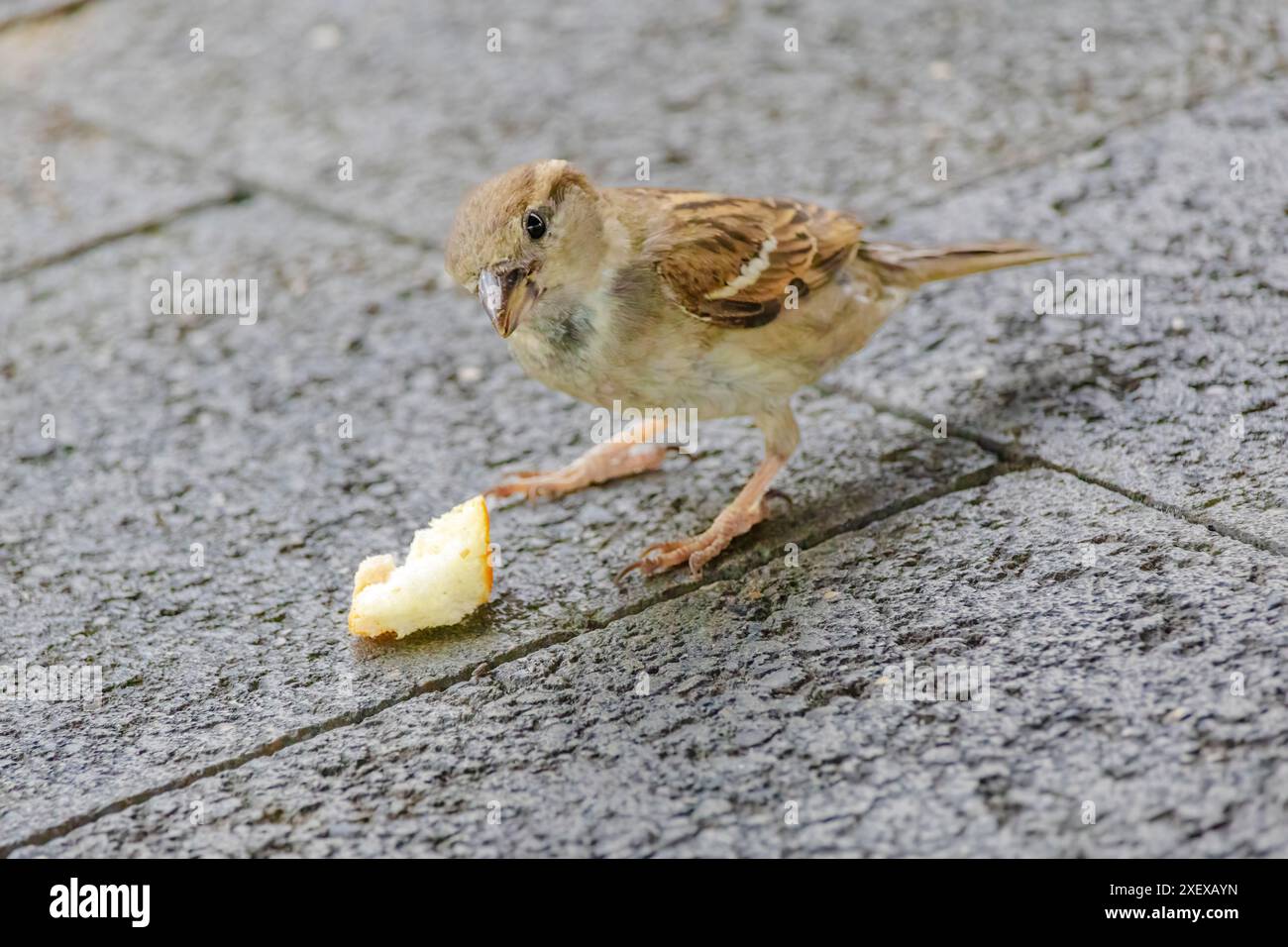 A small bird is eating a piece of orange bread. The bird is on a ...