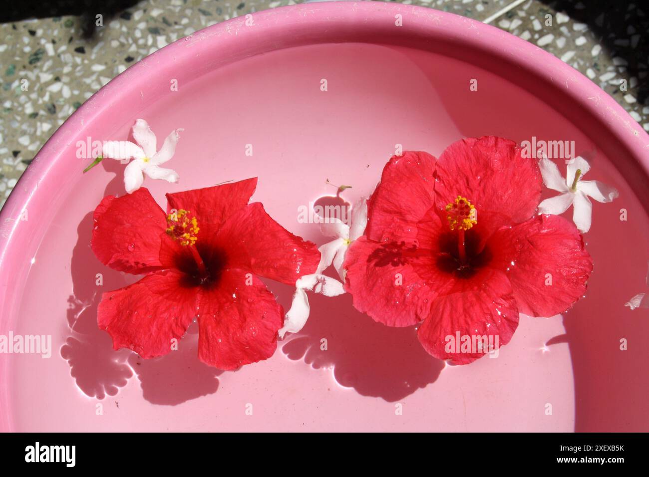 Red hibiscus (Hibiscus rosa-sinensis) and white crape Jasmine flowers ...