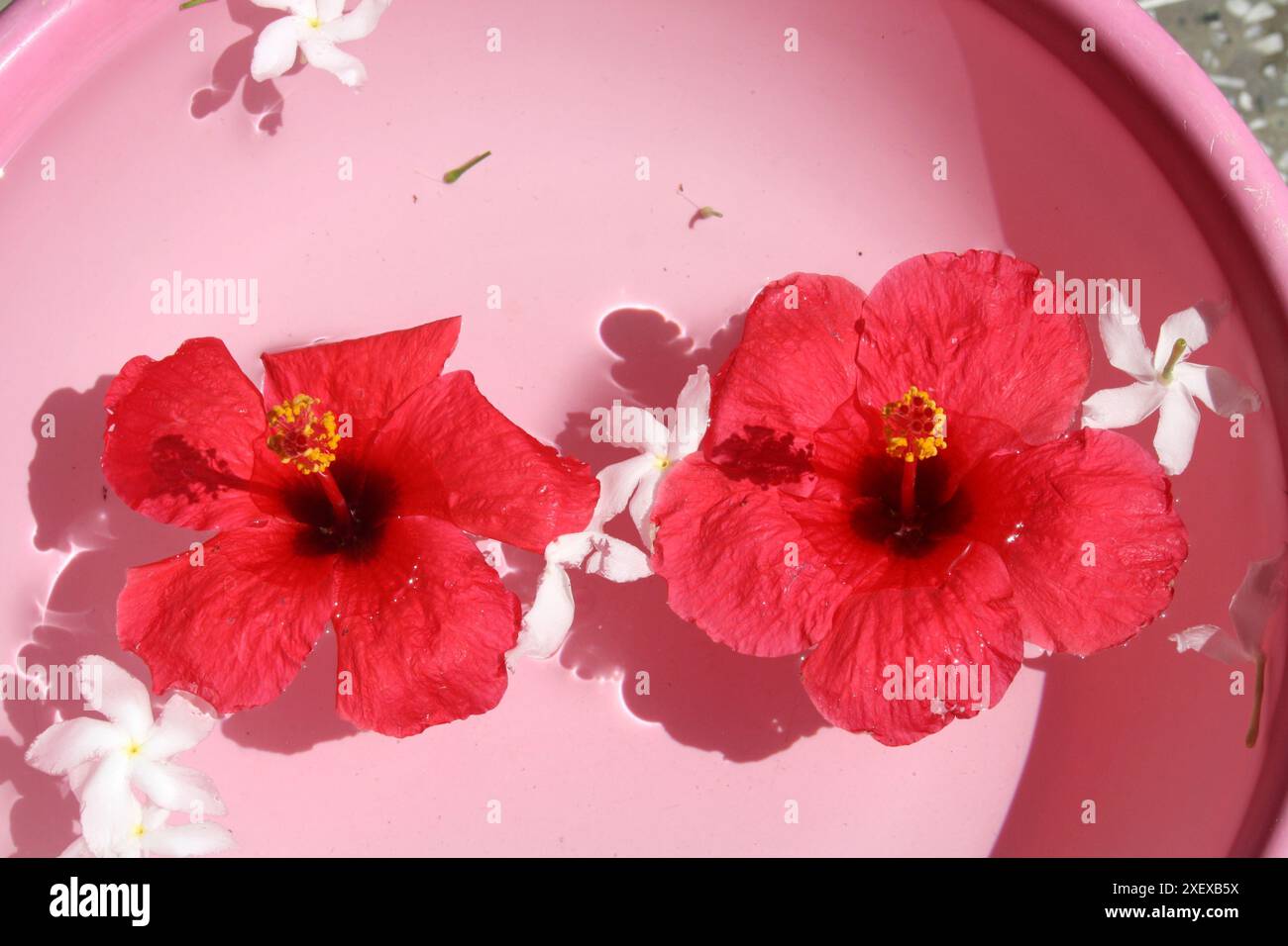 Red hibiscus (Hibiscus rosa-sinensis) and white crape Jasmine flowers ...
