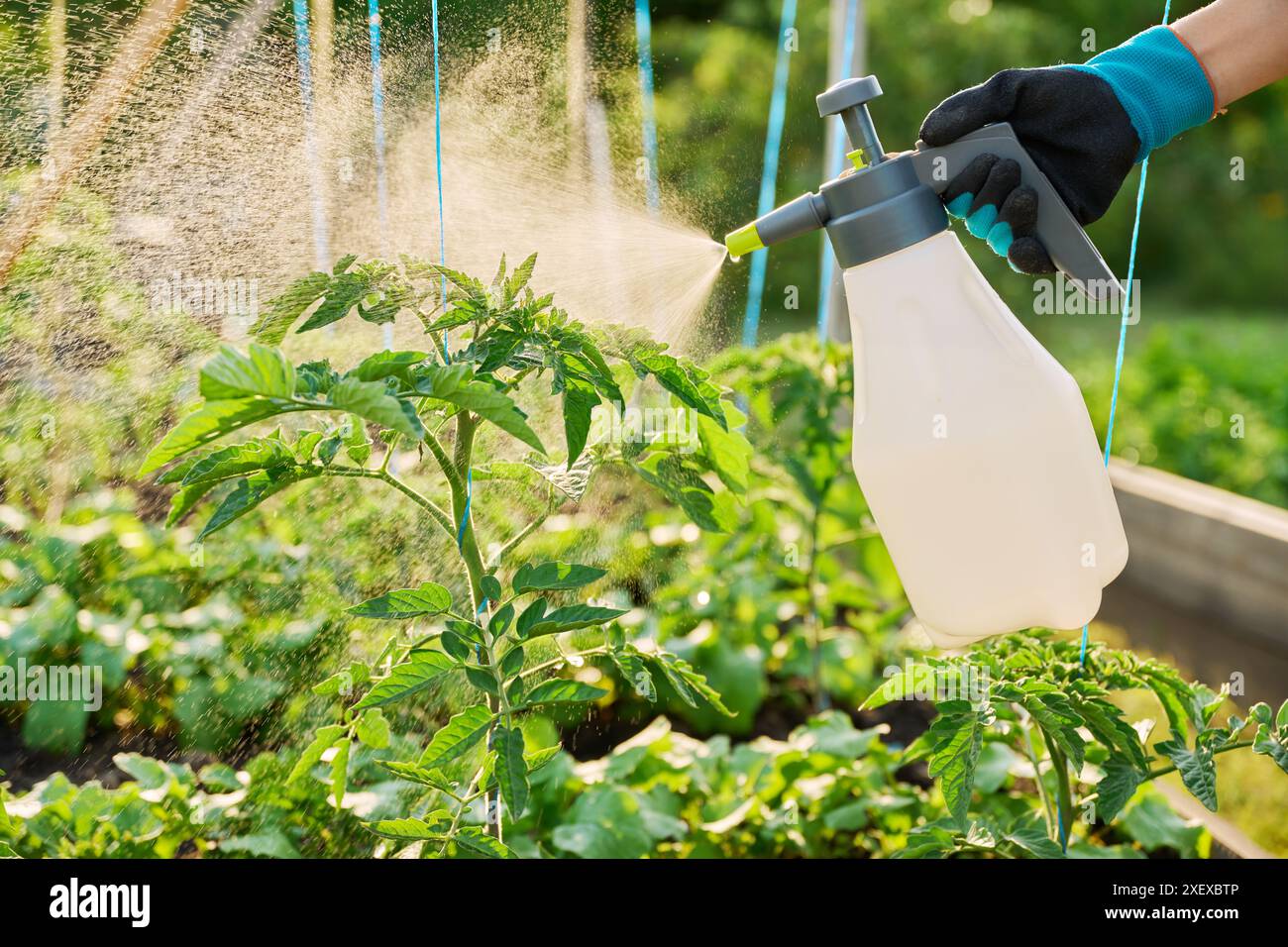 Hands with sprayer, spraying tomato plant bushes on wooden raised bed ...