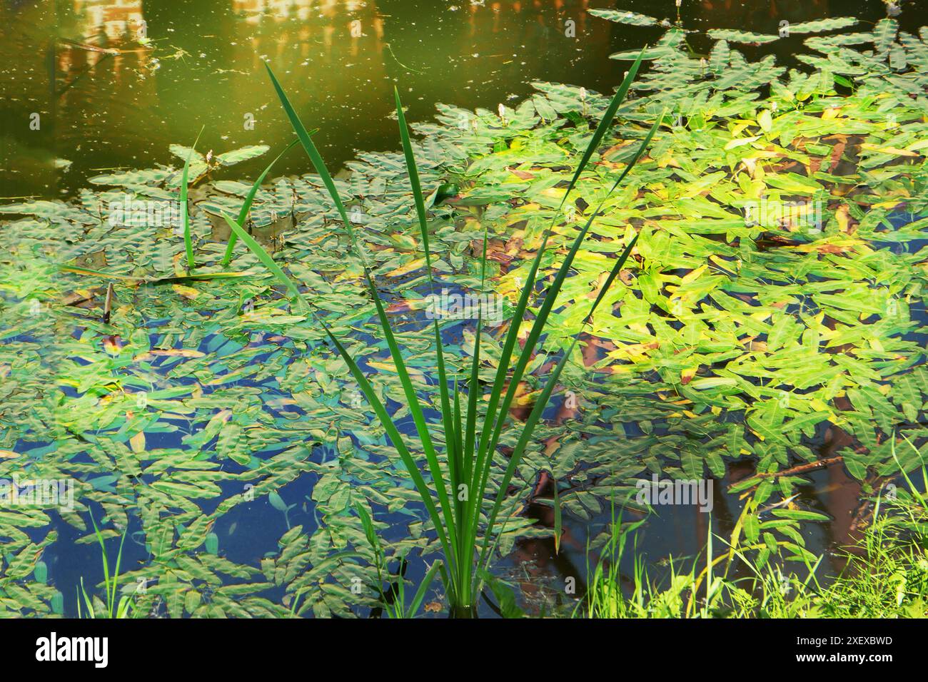 View of a river with green vegetation and floating leaves with the ...