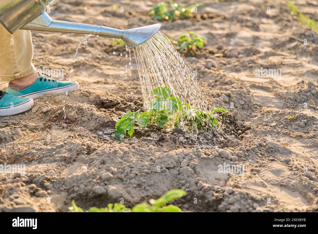 Close-up of watering can in hands watering young watermelon plants ...