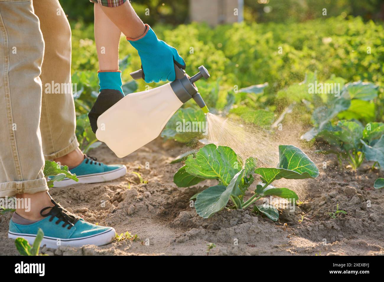 Hands spraying cabbage plants, protection from fungal diseases, insect ...