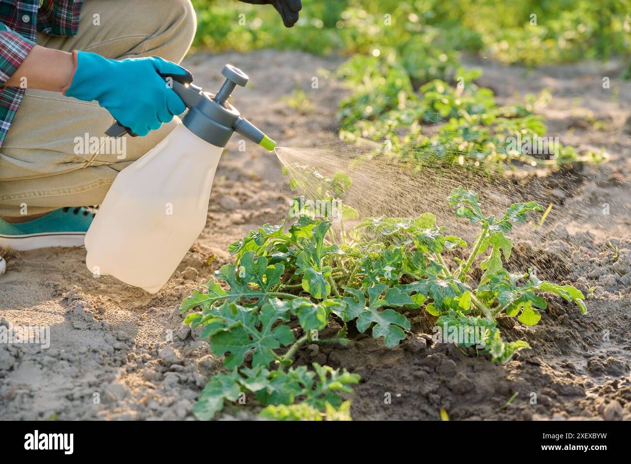 Hands with spray spraying watermelon plants, protection from fungal ...