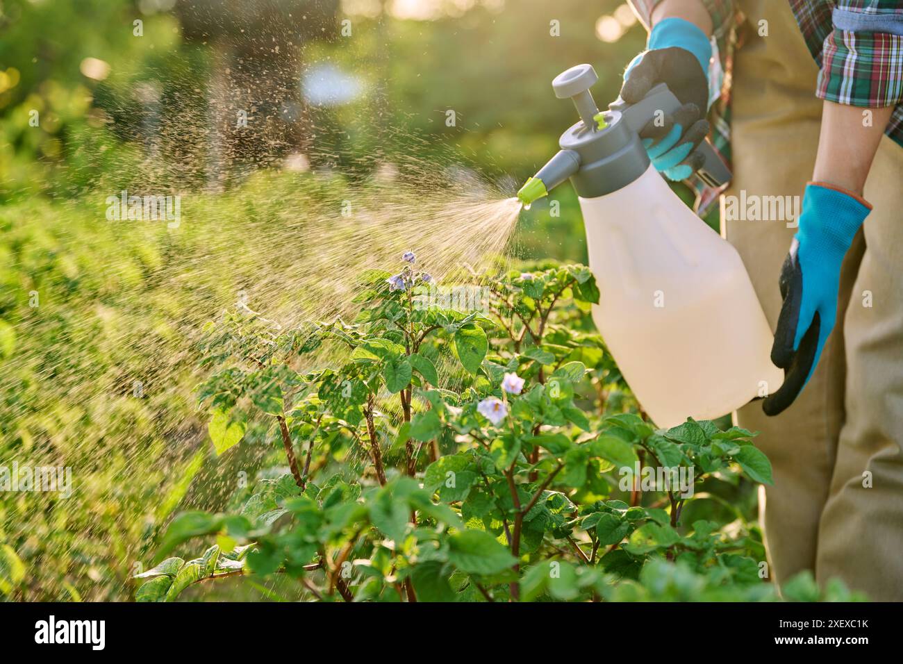 Hands spraying potato plants, protection from fungal diseases, , insect ...