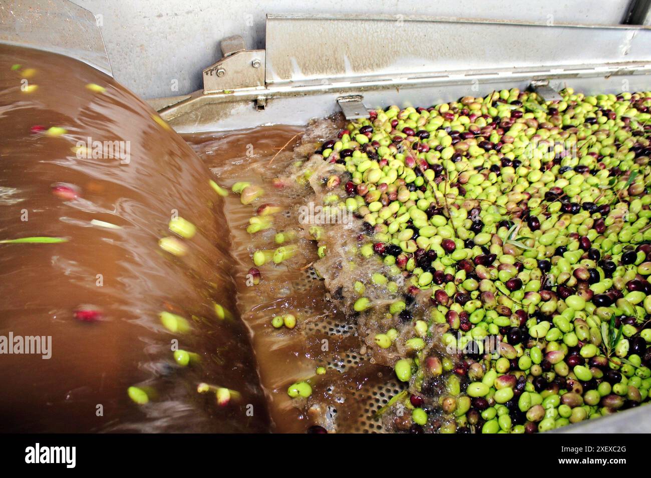Cleaning olives fresh water hi-res stock photography and images - Alamy