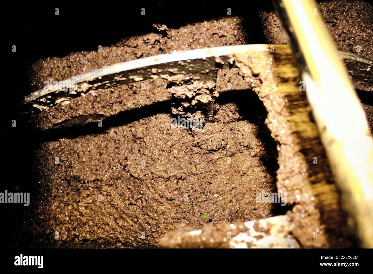 Olive paste in malaxation tank during extra virgin olive oil extraction ...