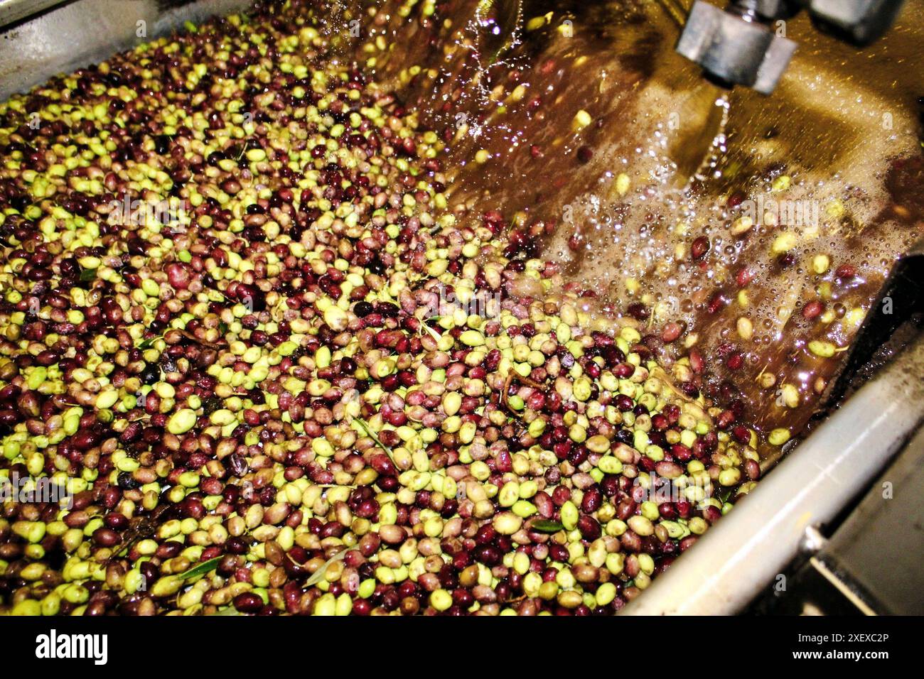 Cleaning olives with fresh water in olive oil mill during extra virgin ...