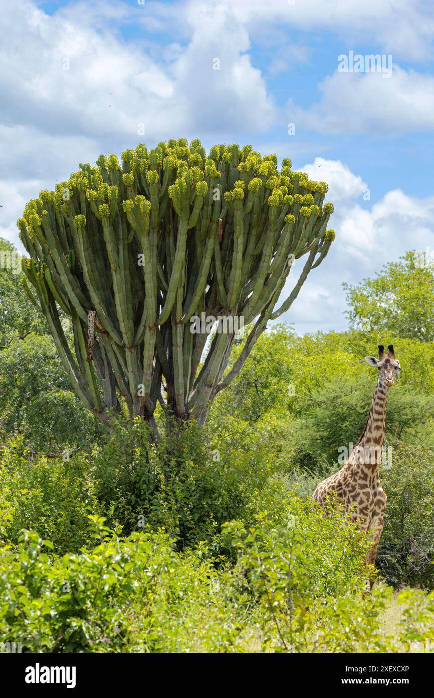A full grown Giraffe is dwarfed by a tall Candelabra Tree. These large ...