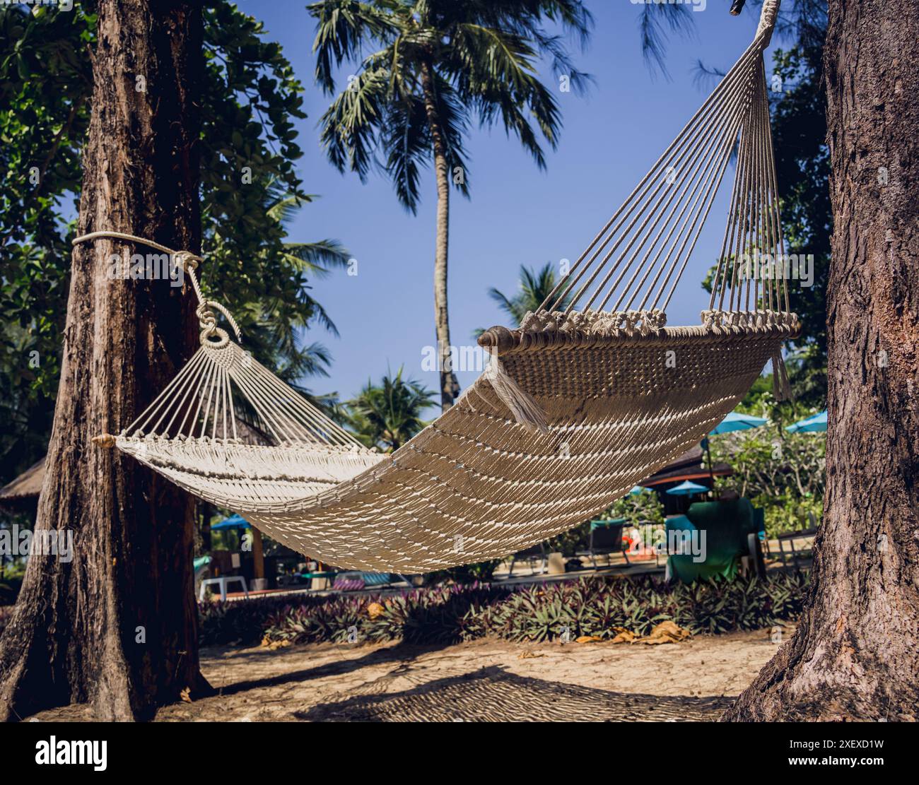 A white rope hammock swings between two trees Stock Photo - Alamy