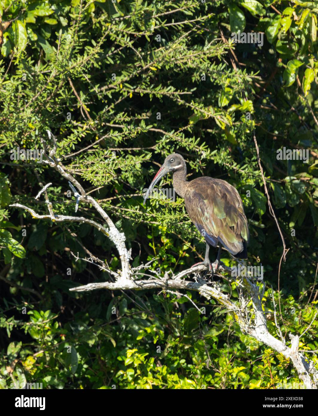 The Hadada Ibis is widespread throughout Africa An inhabitant of wet ...