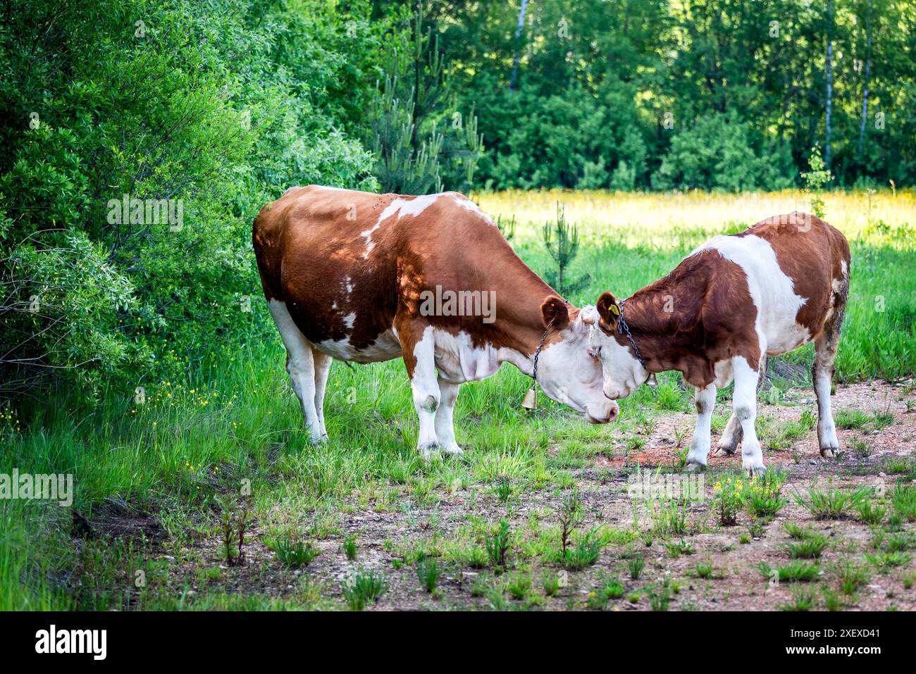 Simmental cattle calf in hi-res stock photography and images - Alamy