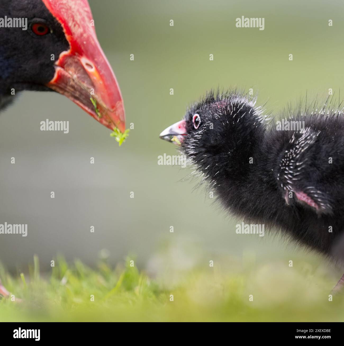 Baby pukeko hi-res stock photography and images - Alamy