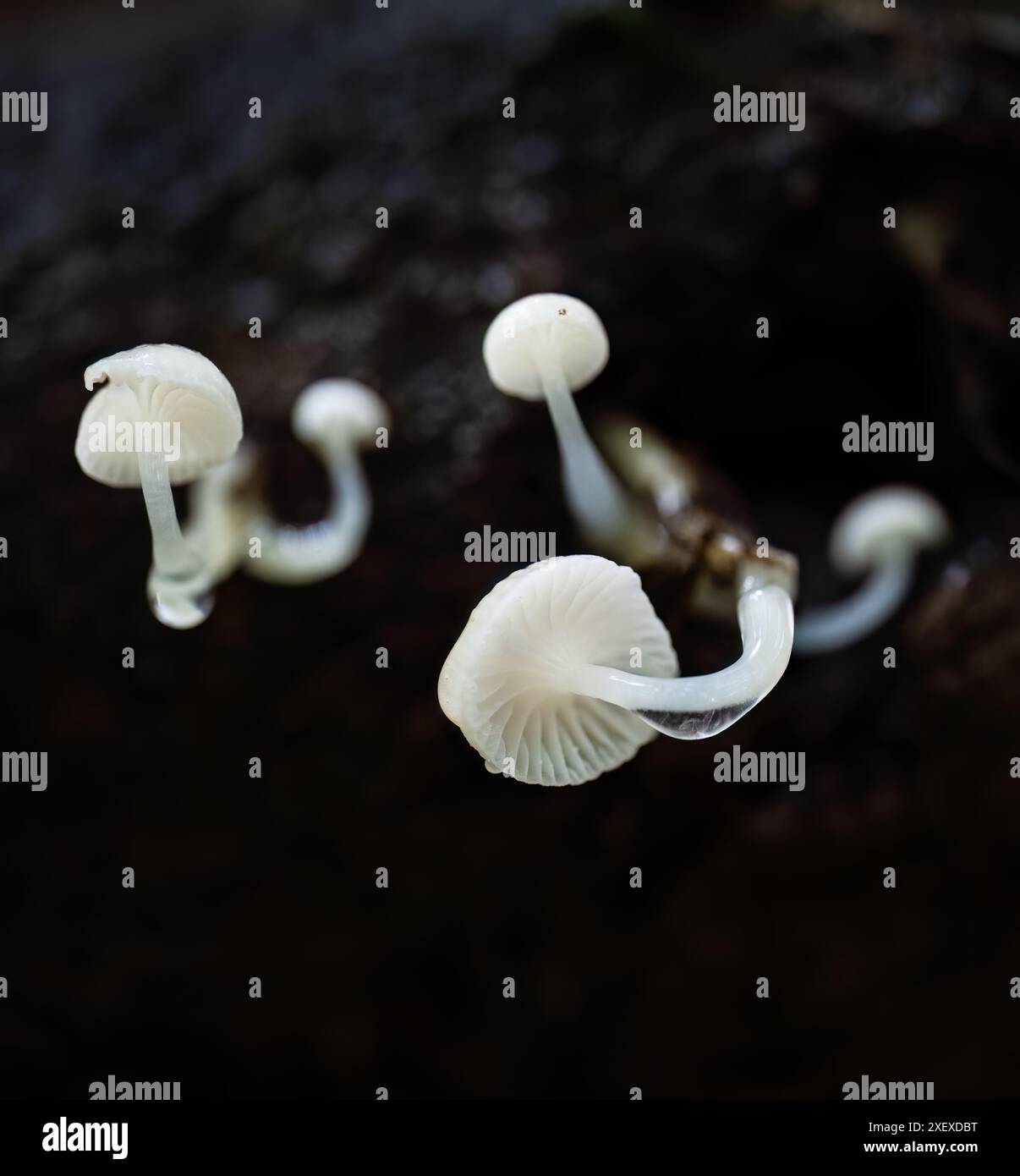 Austral dripping bonnet (Roridomyces austrororidus), growing on rotting ...