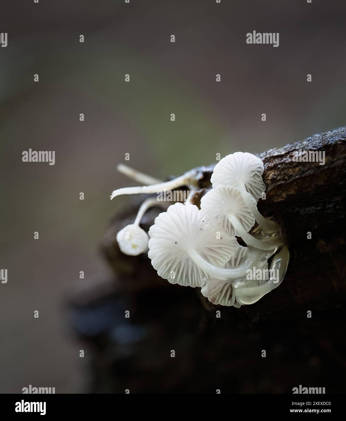 Austral dripping bonnet (Roridomyces austrororidus), growing on rotting ...