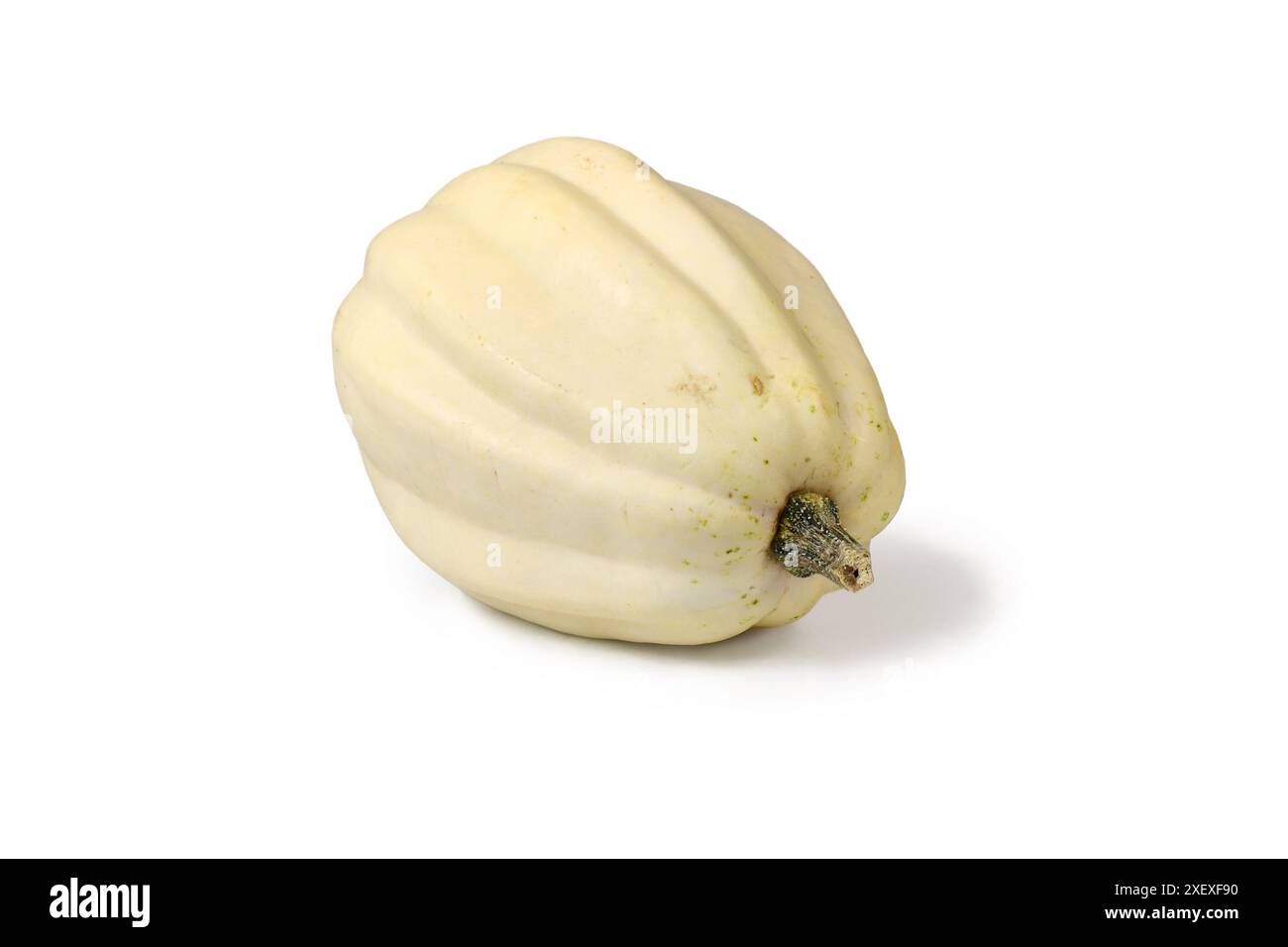 Cream white colored long Acorn squash on white background Stock Photo ...