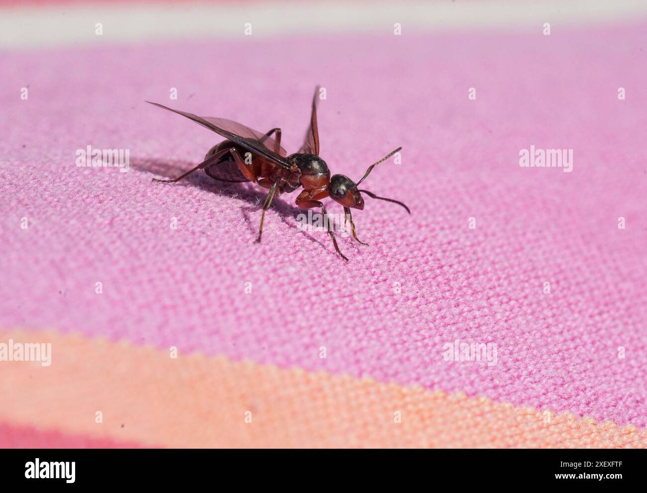 Red wood ants sweden hi-res stock photography and images - Alamy