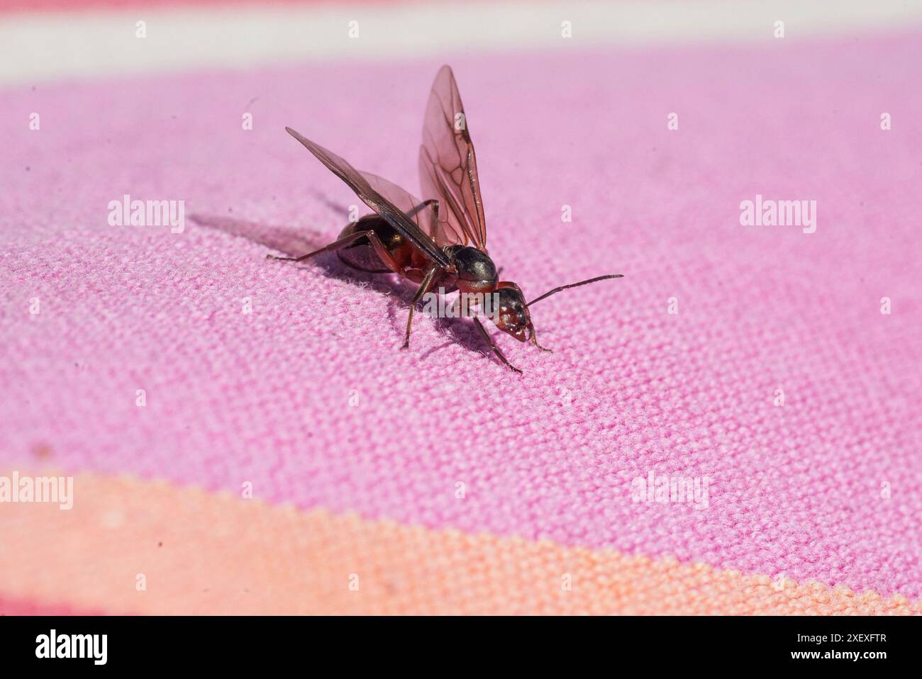 Red wood ants sweden hi-res stock photography and images - Alamy