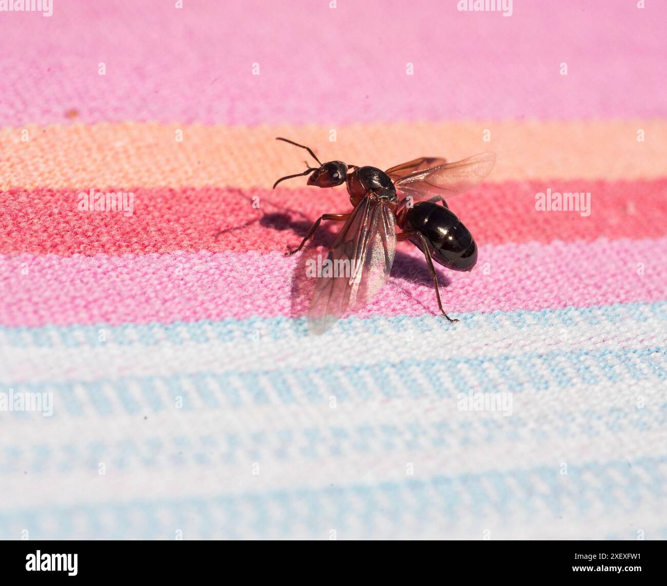 FORMICA RUFA Red wooden ants with wings Stock Photo - Alamy