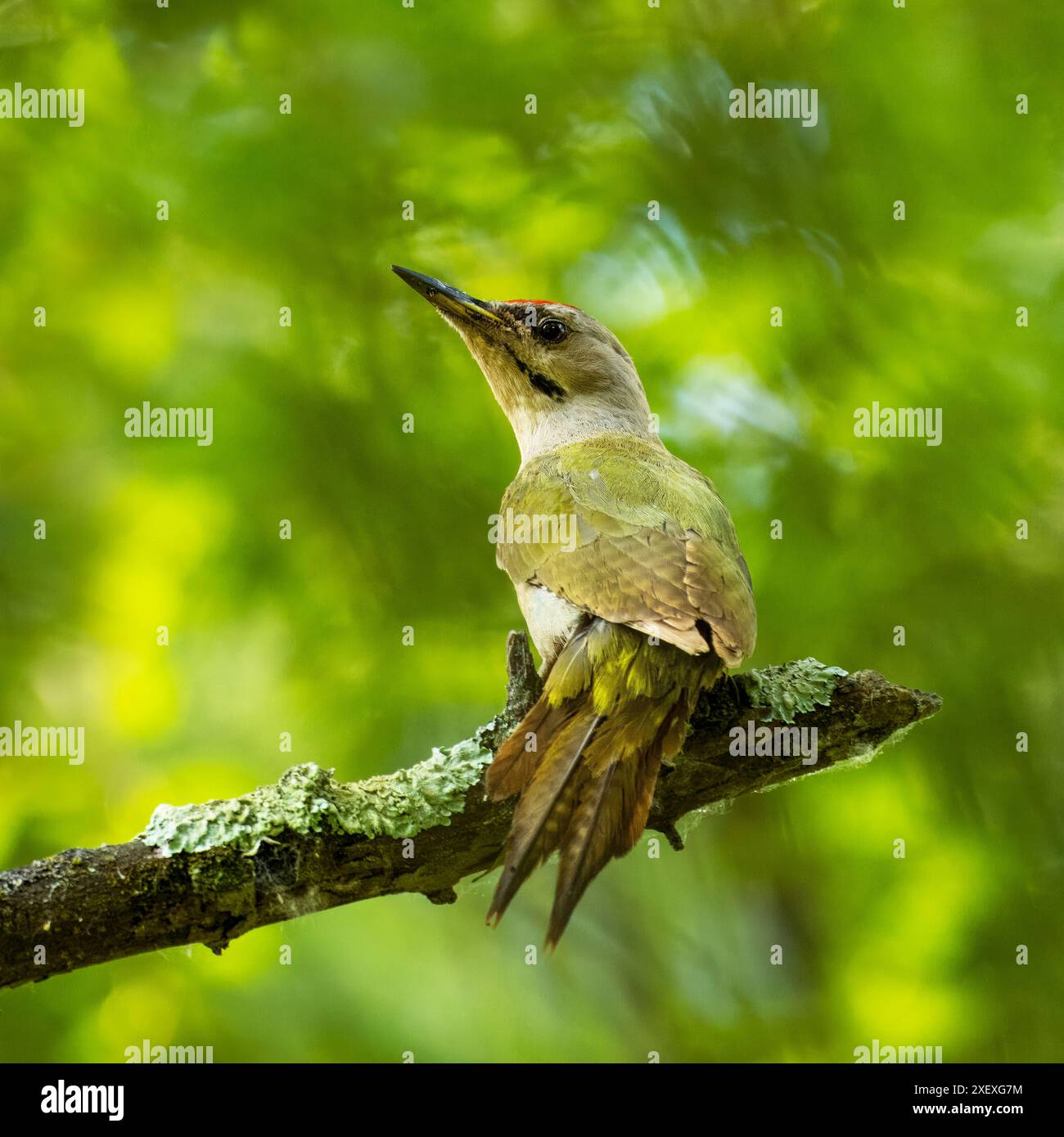 Grey-headed Woodpecker, Picus Canus, Male, Riserva Naturale, Lago di ...