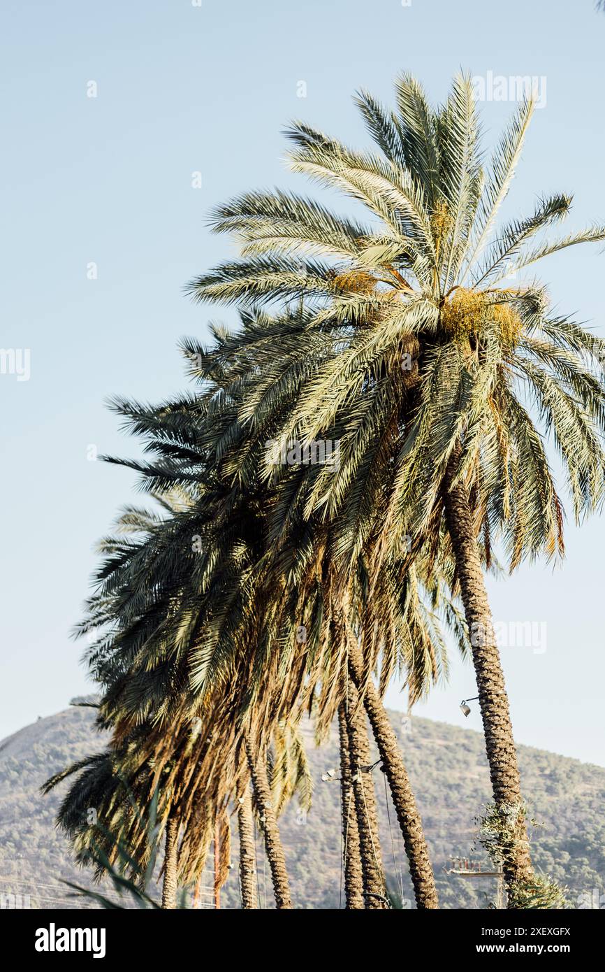 Arecaceae palm tree in summertime tropical country. amazing evening ...