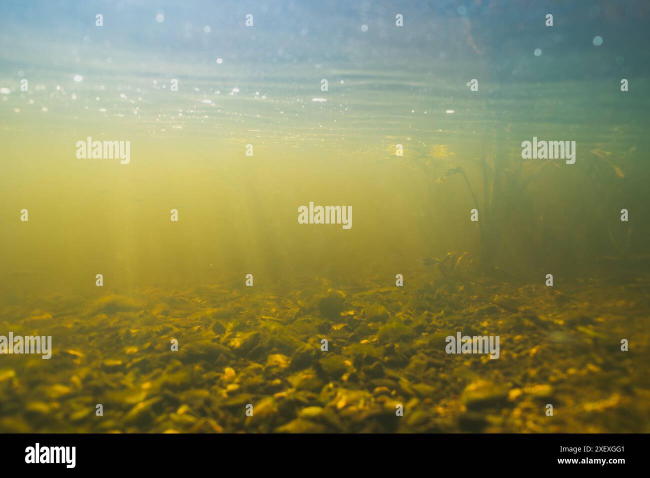 Underwater photo on the Pirita river, sunlight passes through the water ...