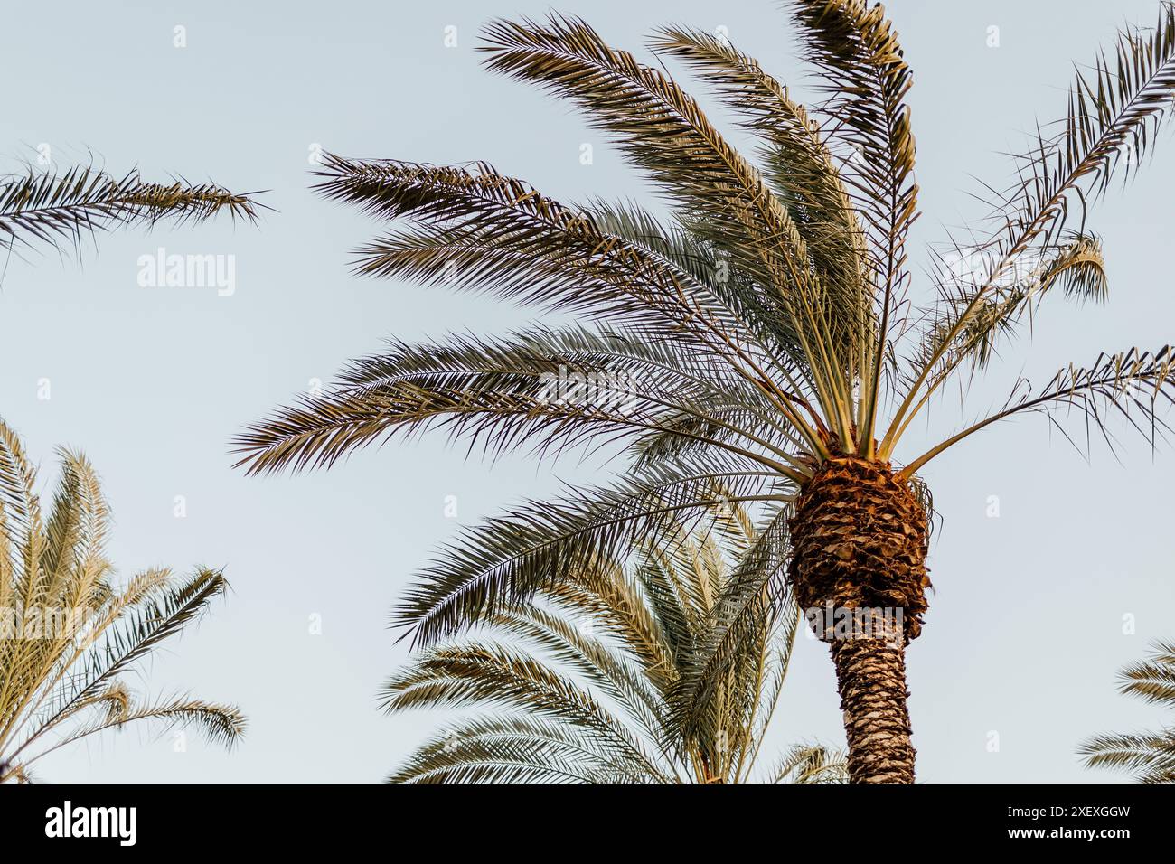 Arecaceae palm tree in summertime tropical country. amazing evening ...