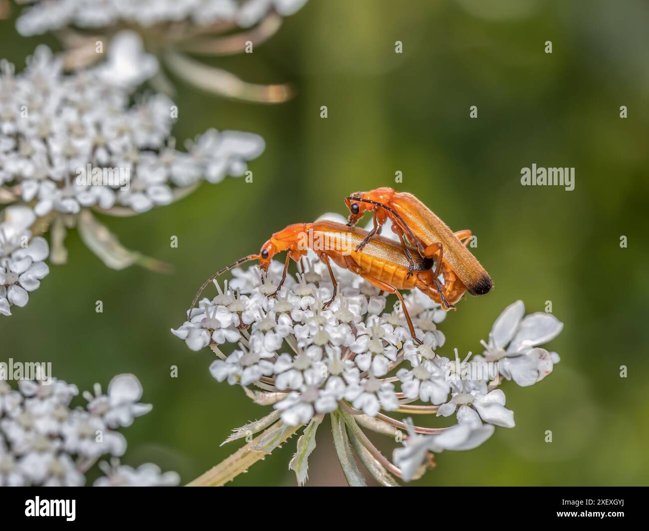 Closeup of male and female Common Red Soldier Beetles mating on white ...