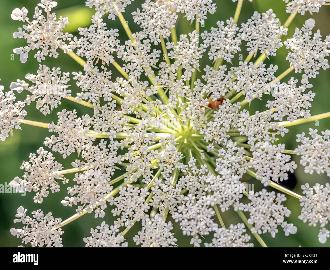 Closeup shot of Laserpitium flowers in blossom Stock Photo - Alamy