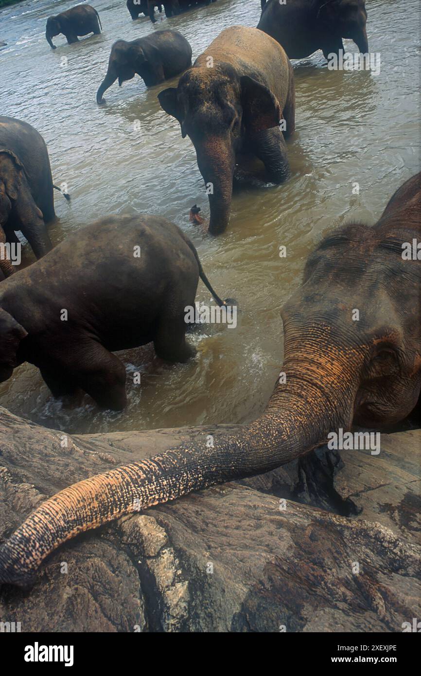 Asian Elephant, Elephas maximus, classified as Endangered, bathing in ...