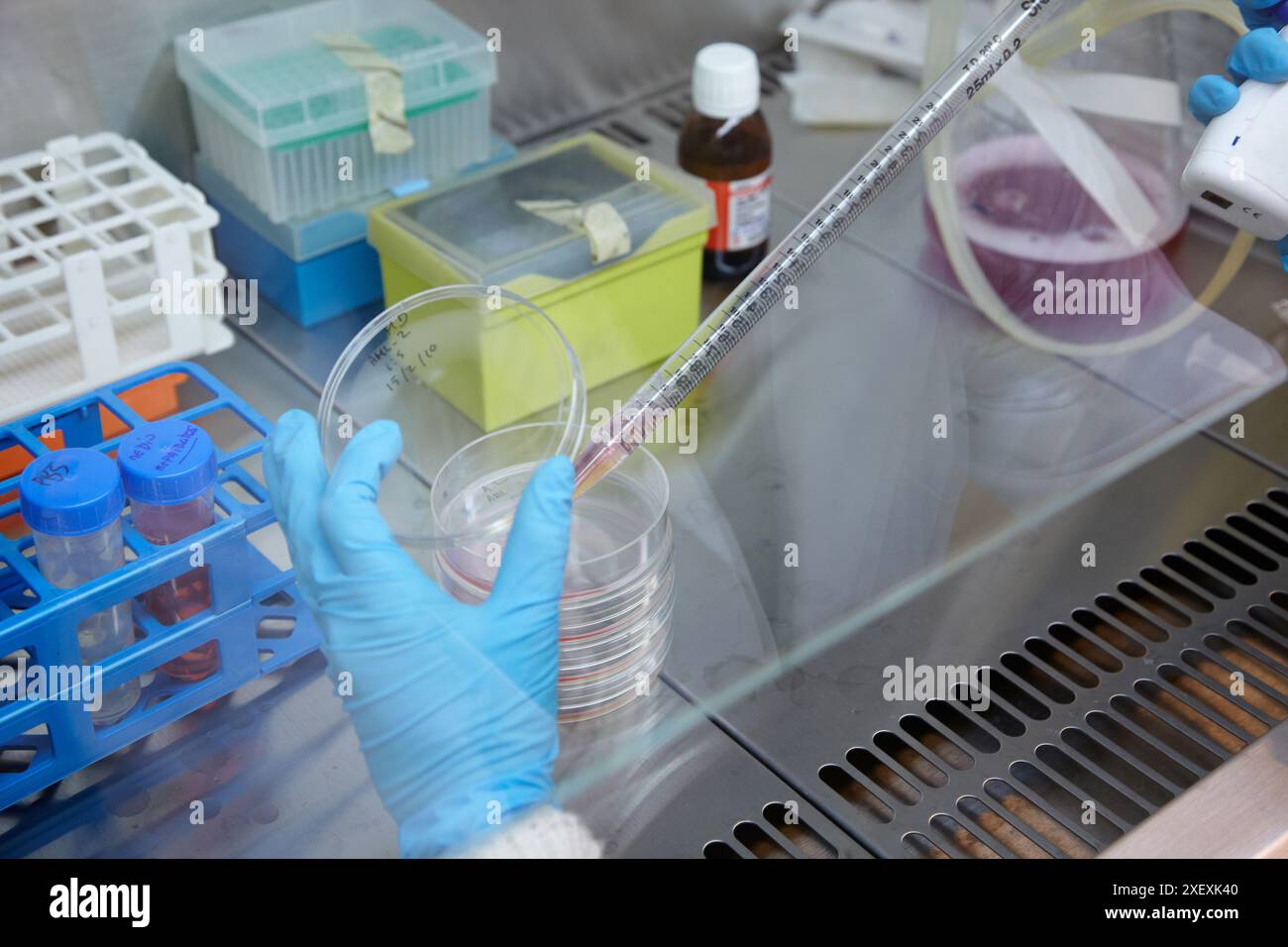 Laboratory research with zebrafish, Biobide is a GLP certified ...