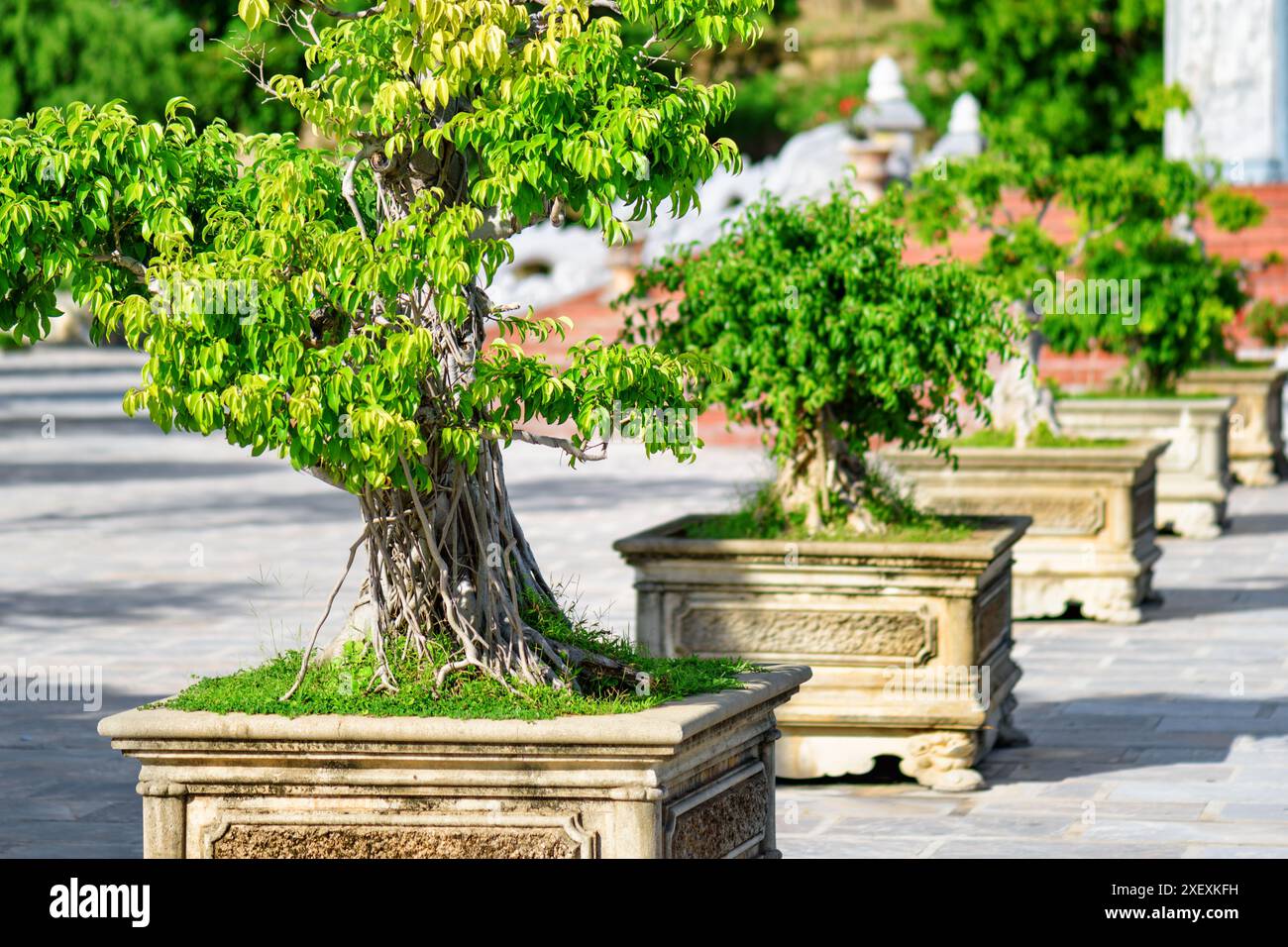 Green Bonsai trees growing at courtyard of the Linh Ung Pagoda in ...