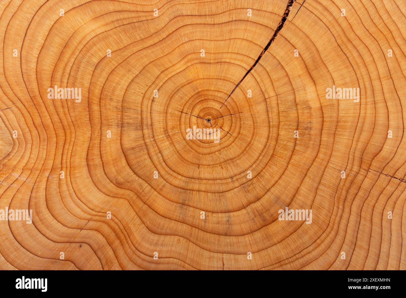 Rings on a yew tree trunk. Pattern in nature Stock Photo - Alamy