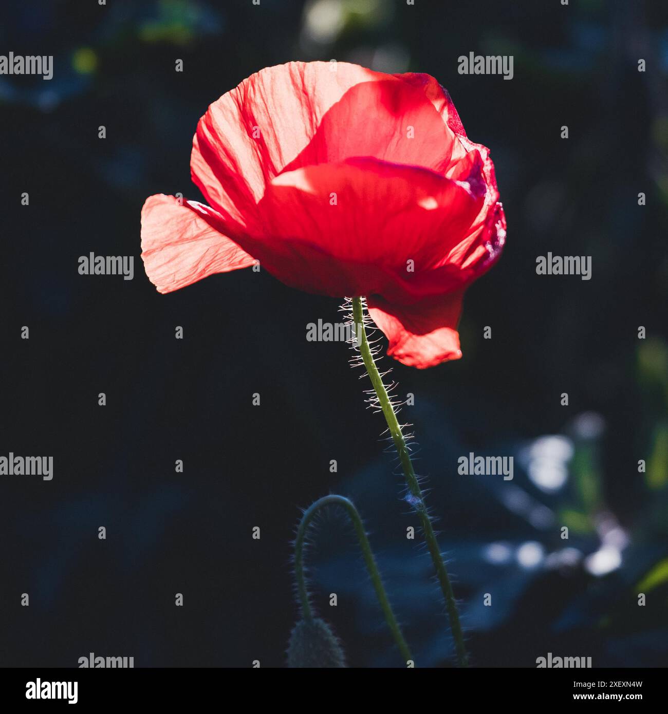 Suffolk pink colour hi-res stock photography and images - Alamy