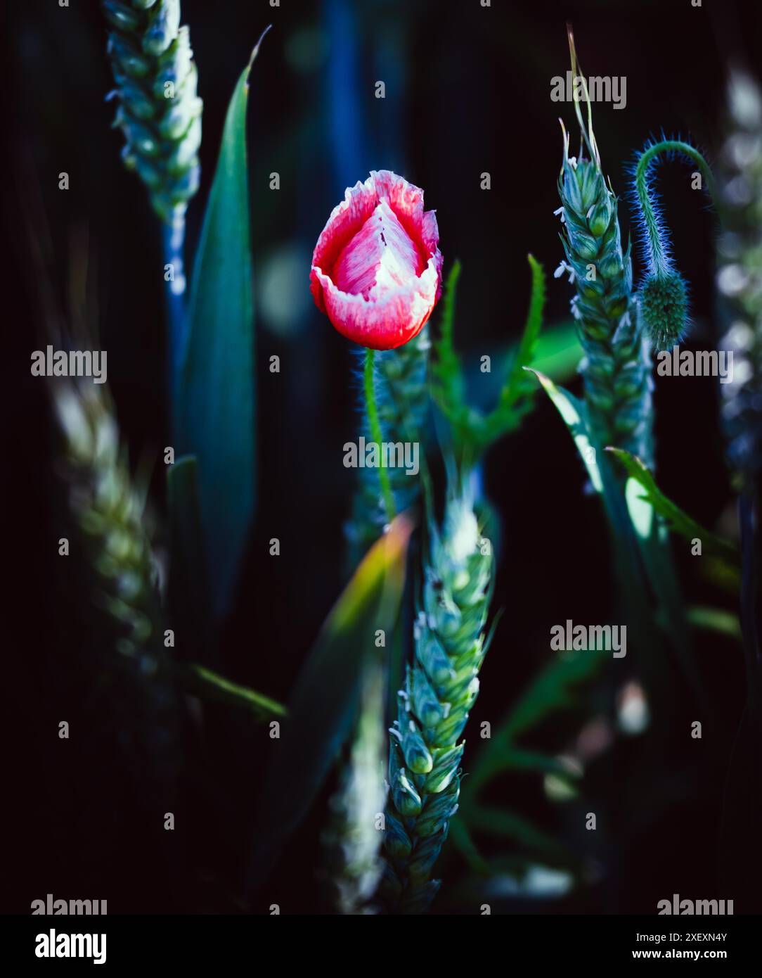 Poppy colour hi-res stock photography and images - Alamy