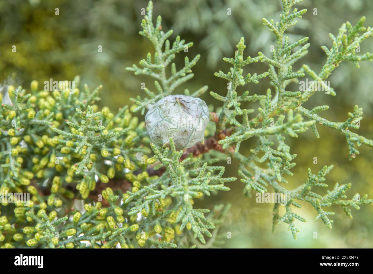 Cypress fruit on cypress tree branch closeup Stock Photo - Alamy