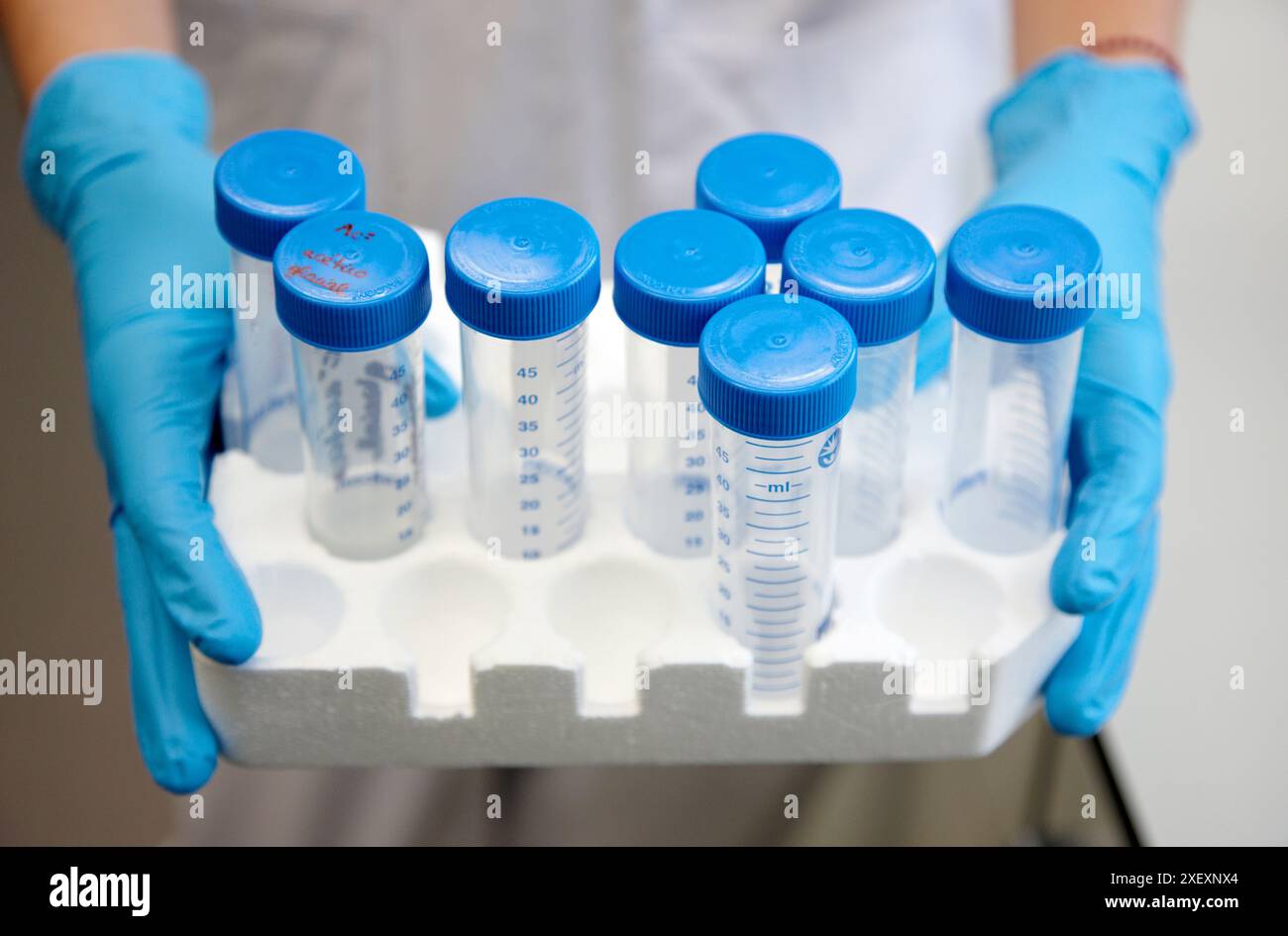 50 ml sample tubes, Tissue engineering lab, Oncology and Regenerative ...