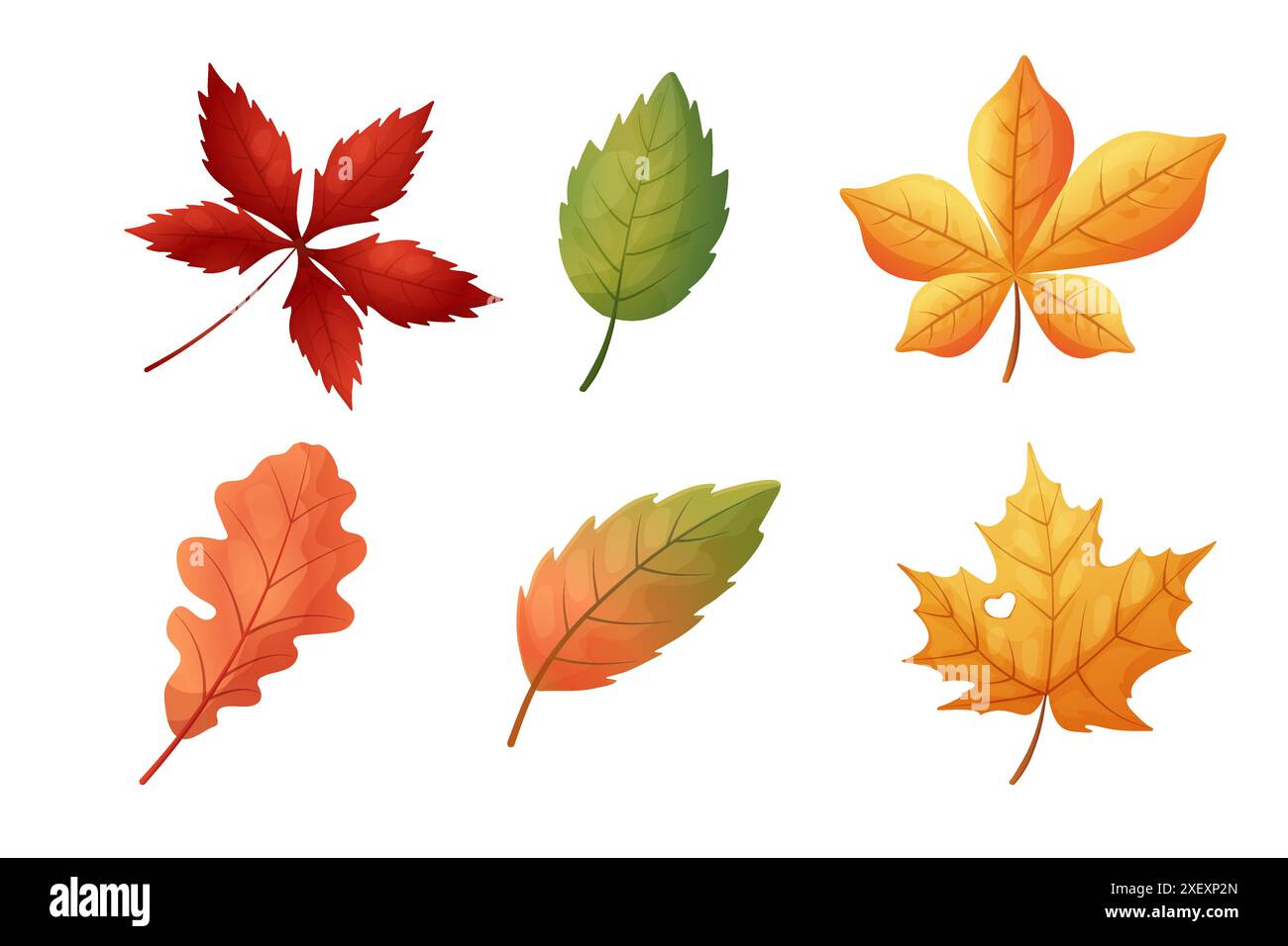 Autumn leaves. Cartoon style. Maple, chestnut, oak leaf, yellow and ...