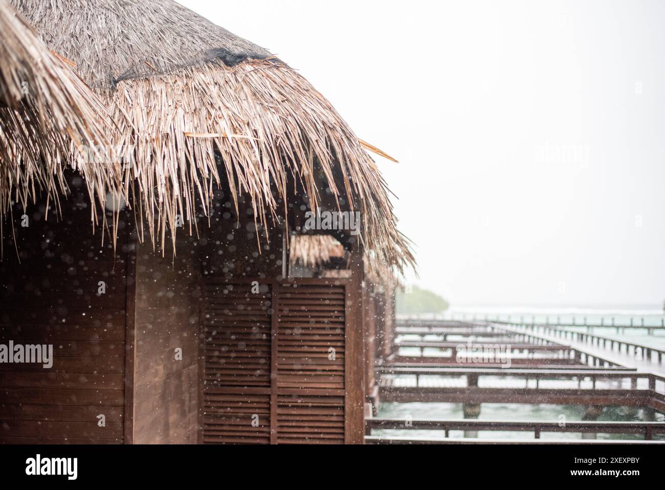 Rain water droplets on a thatched roof at the Sheraton Maldives Full ...